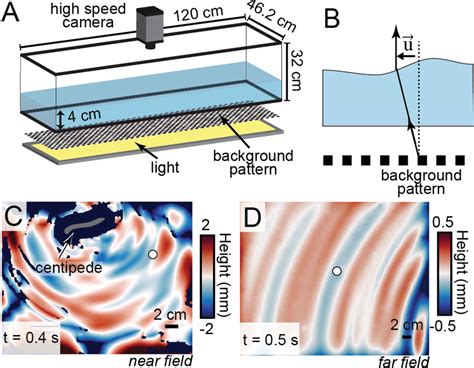 Surface Wave Reconstruction During Centipede Swimming A Experimental Download Scientific