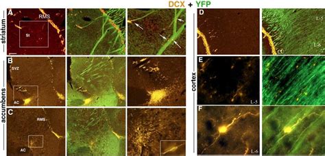migration of neuronal progenitor cells in eae induced mice treated with download scientific
