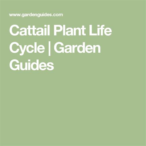 Cattail Plant Life Cycle Guide