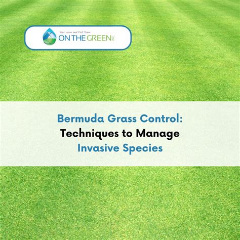 Bermuda Grass Control Manage Invasive Species Effectively On The Green Inc