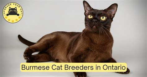 Burmese Cat Breeders Ca