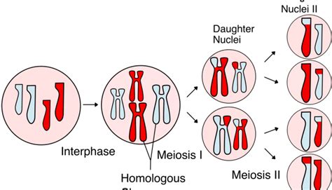 Meiosi Mappa Concettuale E Differenze Con La Mitosi BioPills