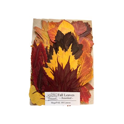 Natural Pressed Fall Assorted Leaves