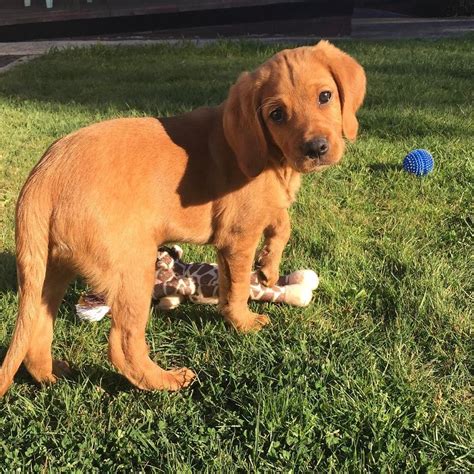 Cavador Labrador King Charles Spaniel Mix Hunde
