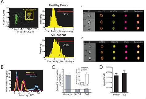 Figure 1 From Interferon Regulatory Factor 5 Activation In Monocytes Of Systemic Lupus