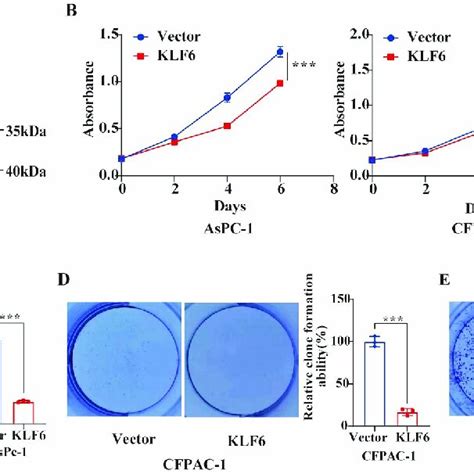 Overexpression Of Klf6 Inhibits Proliferation Of Pancreatic Cancer