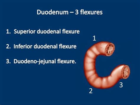 Anatomy Of Duodenum Duodenum Structure Ppt Of Duodenum Power Point…