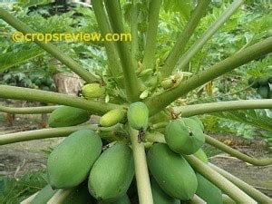 Descriptive Terms Referring To The Various Types Of Sex In Plants