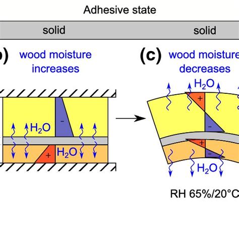 Concept Of Bilayer Deformation For Water Intake Muf And Prf The
