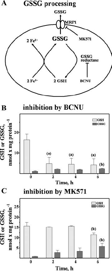 GSSG Processing A Schematic Diagram Of GSSG Processing Showing That Download Scientific