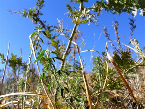 Seed Balls How To Grow Trees Without Really Trying Milkwood Permaculture Courses Skills