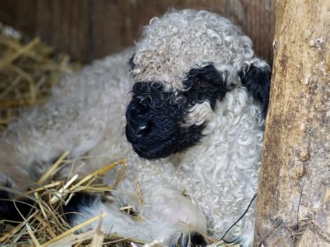 Lying 4k Small Indoors Sheep Birth Animal Live New Domestic No