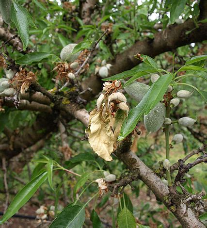 Blossom Blight Crop Science Us