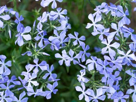 13 Ground Covers With Blue Flowers