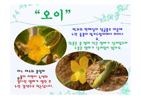 텃밭에 꽃이 피었어요 채소꽃음성녹음 이야기나누기 상호작용 음성해설 텃밭프로젝트 채소프로젝트 꽃프로젝트 식물프로젝트 Ppt 인문교육