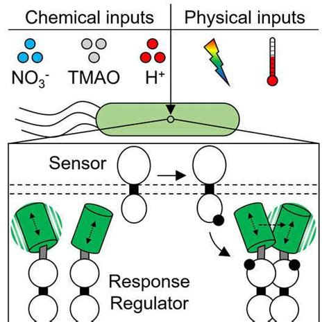 Phosphorylation Reaction