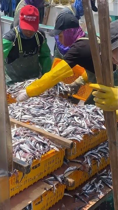 Anchovy Harvest At Daebyeon Harbor In South Korea Nature Travel
