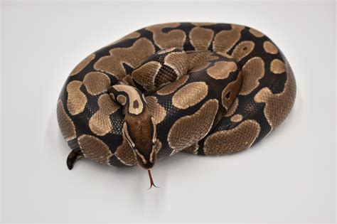 Ball Python Temperament Ball Python Breeder Uk
