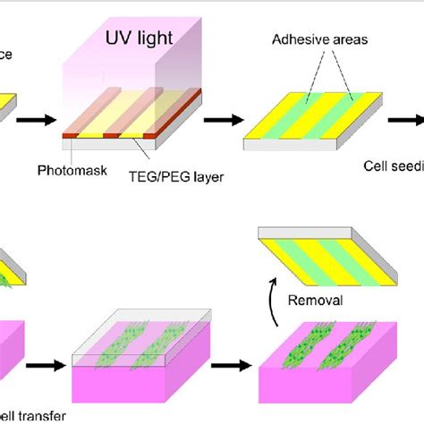 Schema Of Cell Transfer Technology A Procedure Of Cell Transfer