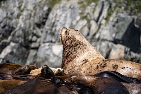 San Diego California Estados Unidos Cerca De Un Lobo Marino