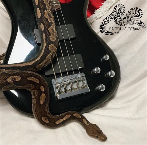 Rockin Photo Shoot With This Sleek Master Of Pythons