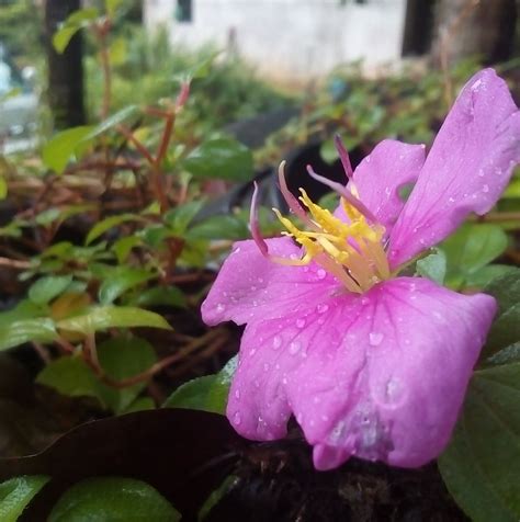 ලස්සන පින්තූර