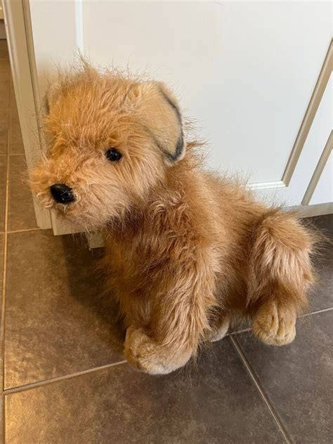 How Much Are Norfolk Terrier Puppies