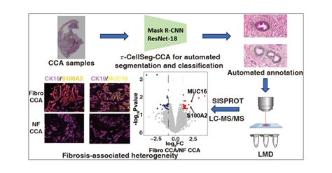 High Efficiency Cell Type Proteomics Strategy Deciphers Cholangiocarcinoma Fibrosis Associated