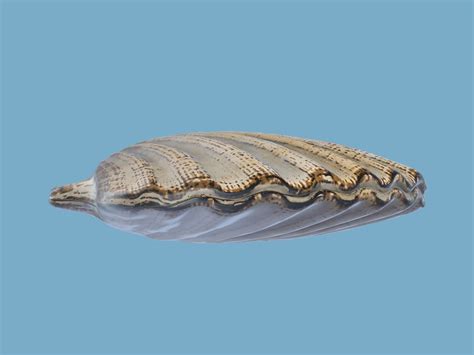3d scallop turbosquid 2073037
