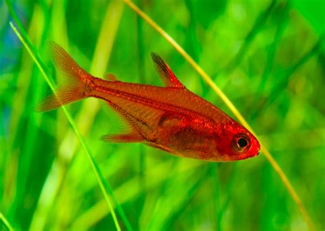 Ember Tetra Buy Tropical Tetras Online Coburg Aquarium