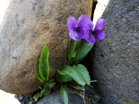 Swift Violet Irl R Botw