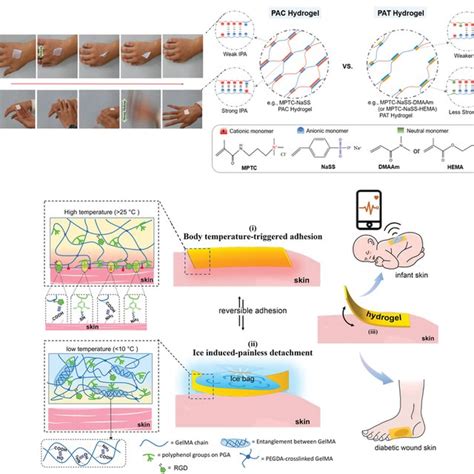 A Schematic Illustration Of A Polydopamine PDA Based Skin Adhesive Download Scientific
