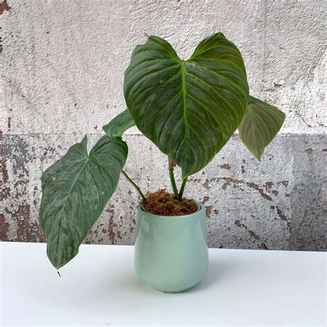 Philodendron Majestic Sodiroi X Verrucosum C Philodendron