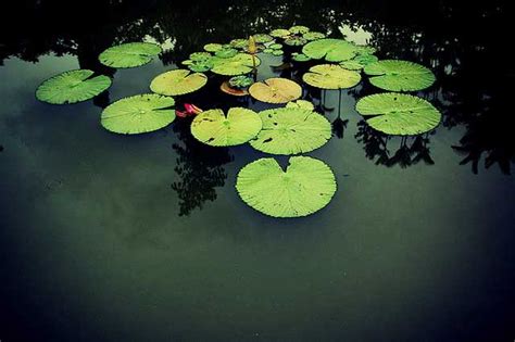 Responsive Image Gallery