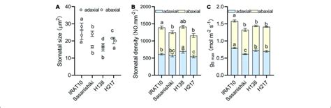 Stomatal Size A Stomatal Density B And The Maximum Theoretical