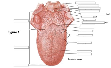 Lab 8 Diagram Figure 1 Diagram Quizlet