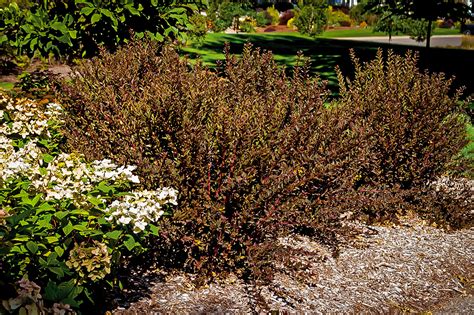 Little Devil Ninebark For Sale Online The Tree Center