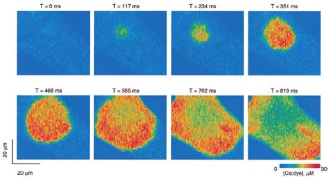 Experimental Images Showing Symmetric Calcium Wave Propagation A Download Scientific Diagram