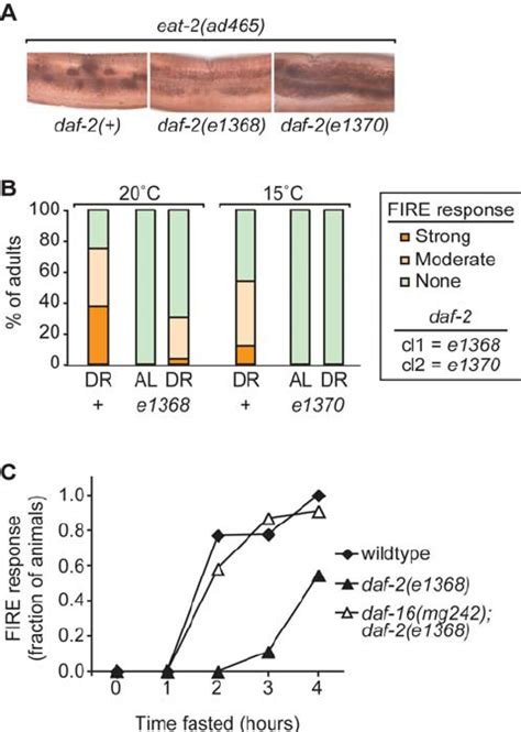 Daf 2 Mutations Suppressed Dr Induced Fire Response A B Download Scientific Diagram