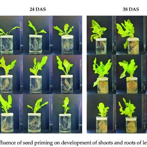 Influence Of Seed Priming On Development Of Shoots And Roots Of Lettuce Download Scientific