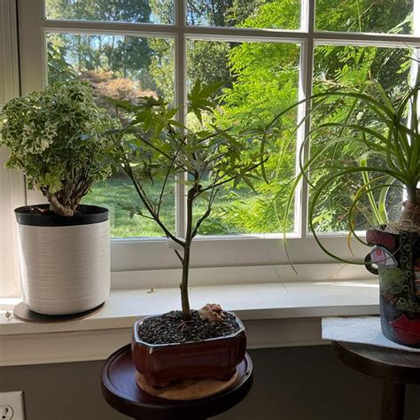 Dwarf Trident Maple Outdoor Bonsai Tree Etsy