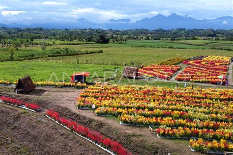 Wisata Bunga Celosia Di Boalemo Antara Foto