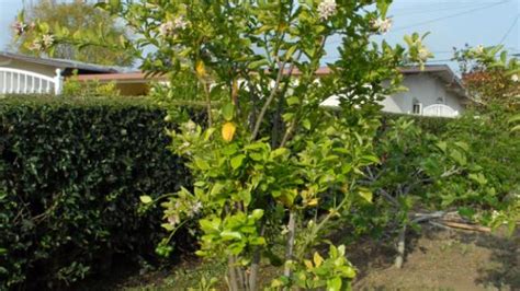 photos first huanglongbing infected citrus tree found in california