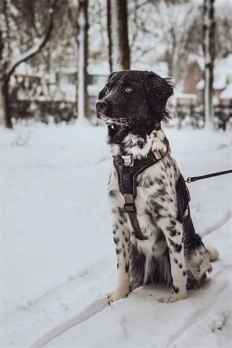 Friese Stabij Gids Karakter Verzorging And Gezondheid