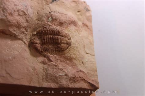 Leiostegium Manitouensis L Ordovicien Mantinou Fmt Missouri
