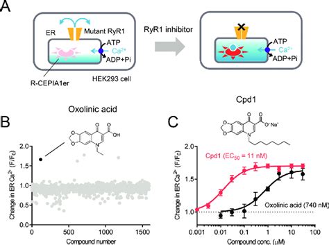 High Throughput Assays For Identifying Ryr1 Inhibitors By Endoplasmic Download Scientific