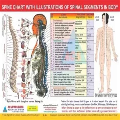 Spinal Segments Spine Chart At ₹ 40 Piece In New Delhi Id 2852931310491