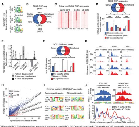 Figure 2 From Distinct Transcription Factor Complexes Act On A
