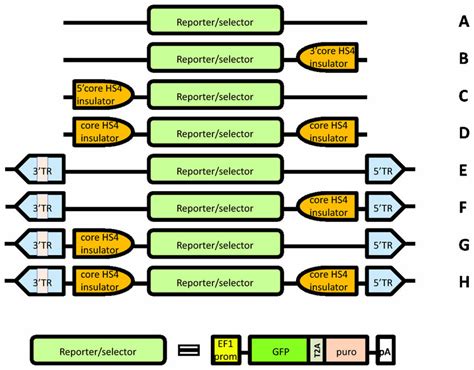 Schematic Representation Of Gfp Reporter Constructs The Constructs A Download Scientific