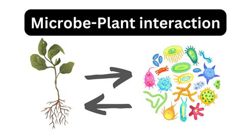 Microbial Interaction Definition Types Characteristics Examples